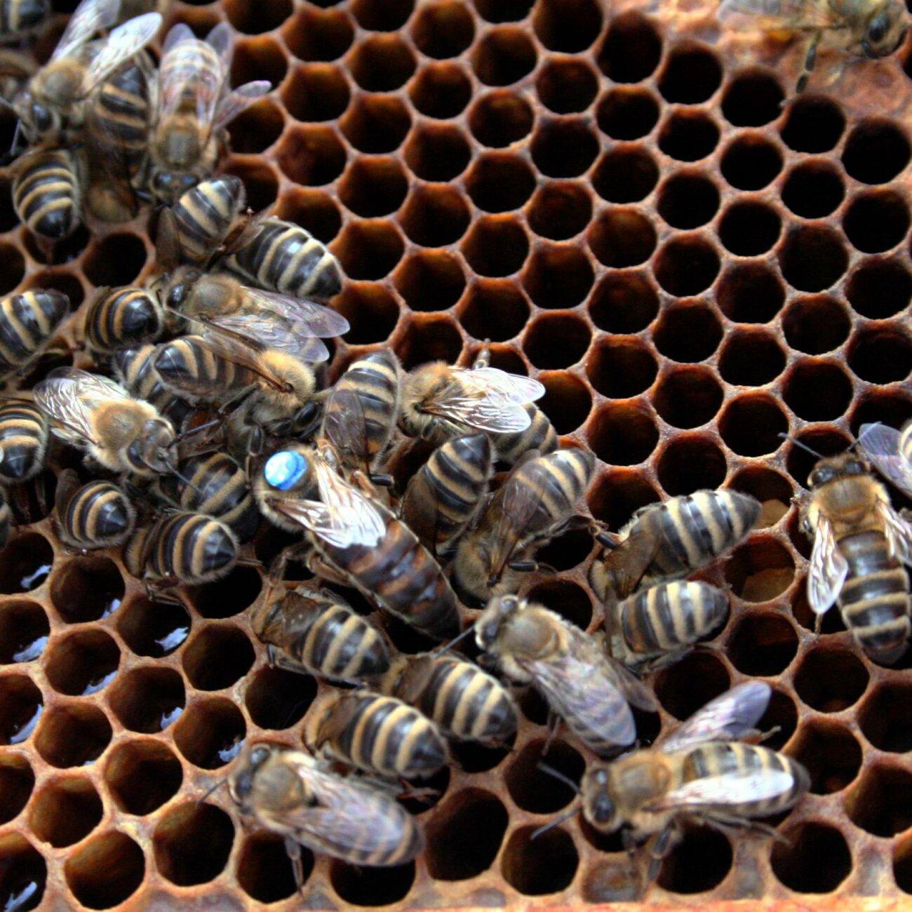 Včelí matky - Výzkumný ústav včelařský