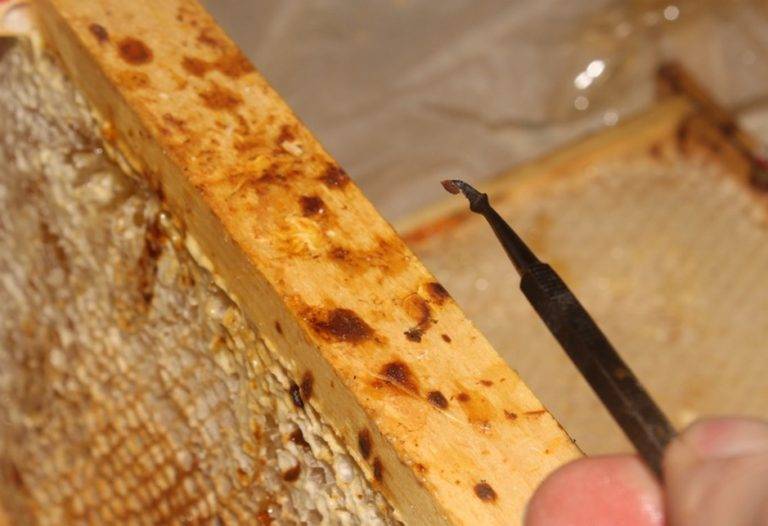 Nosemóza - Výzkumný ústav včelařský